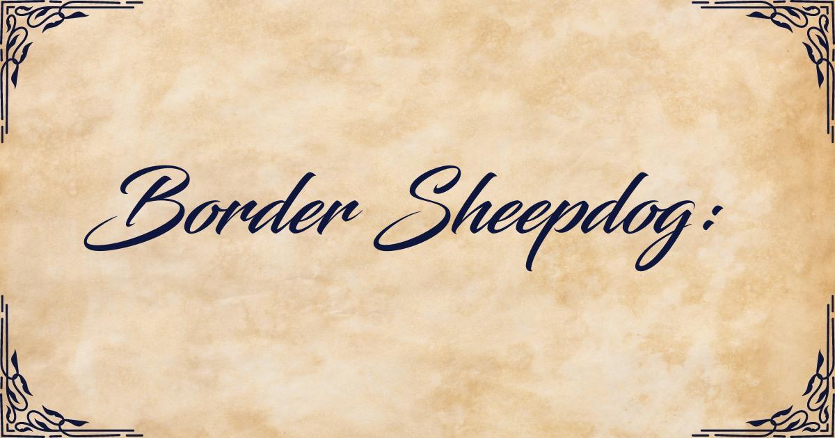 of Border Sheepdog