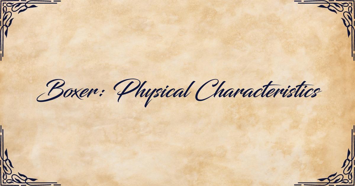 Physical Characteristics of Boxer