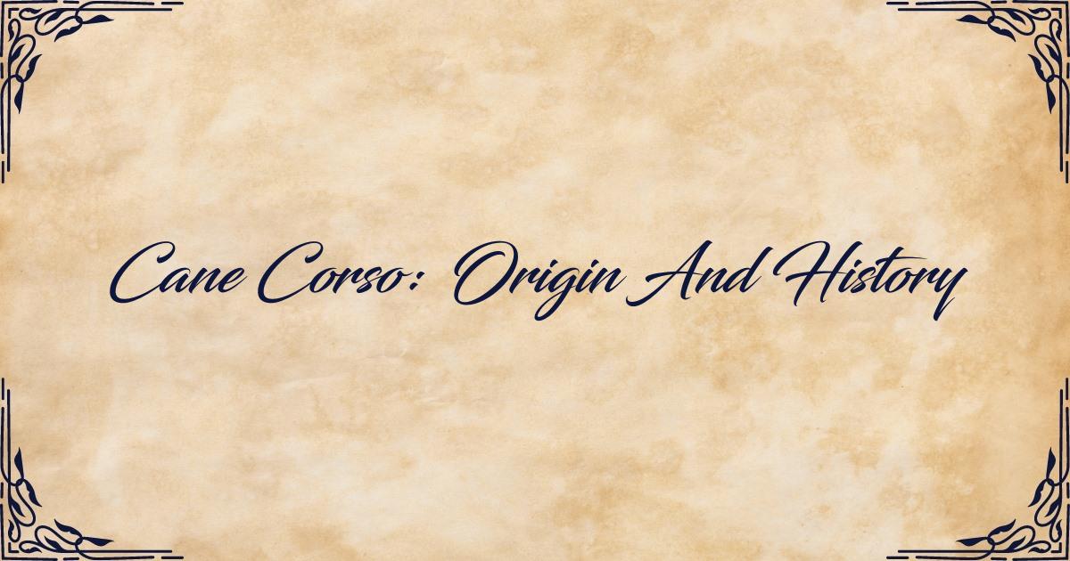 Origin and History of Cane Corso
