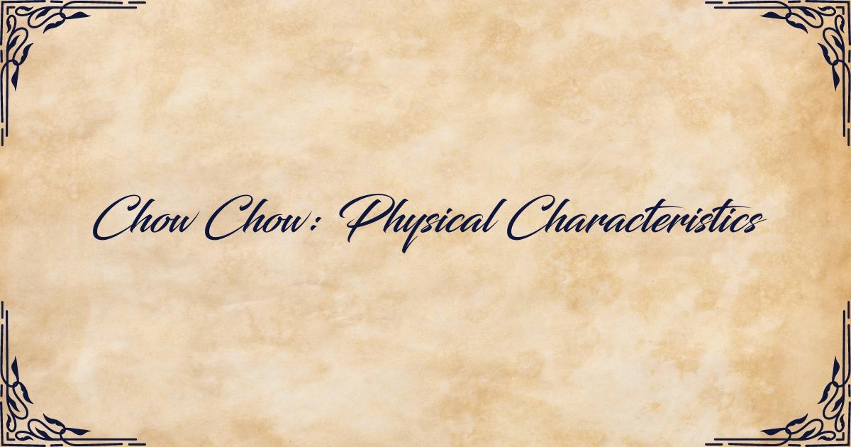 Physical Characteristics of Chow Chow