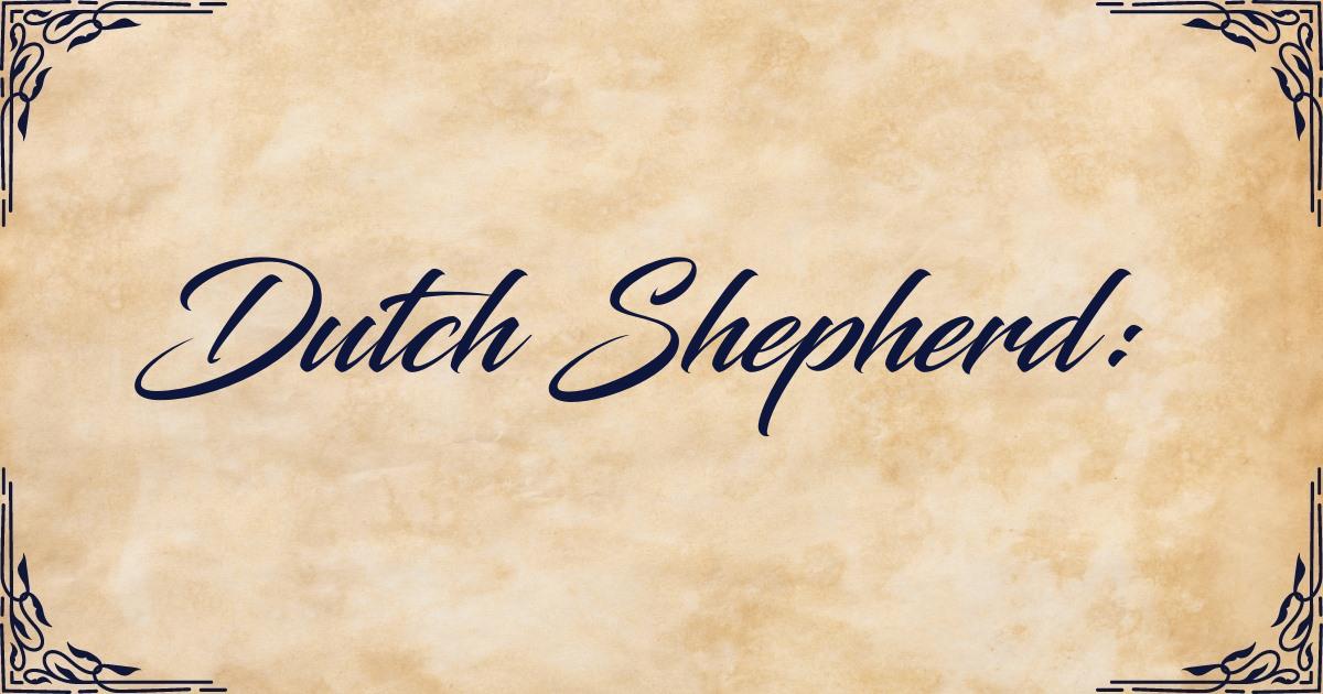 of Dutch Shepherd