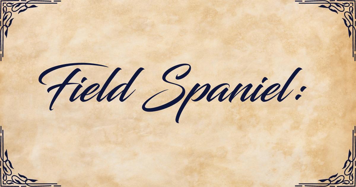 of Field Spaniel