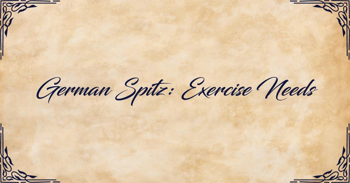 Exercise Needs of German Spitz