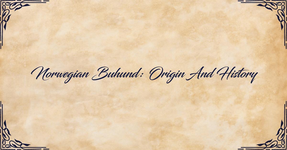 Origin and History of Norwegian Buhund