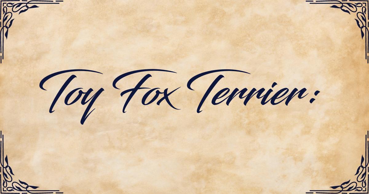 of Toy Fox Terrier